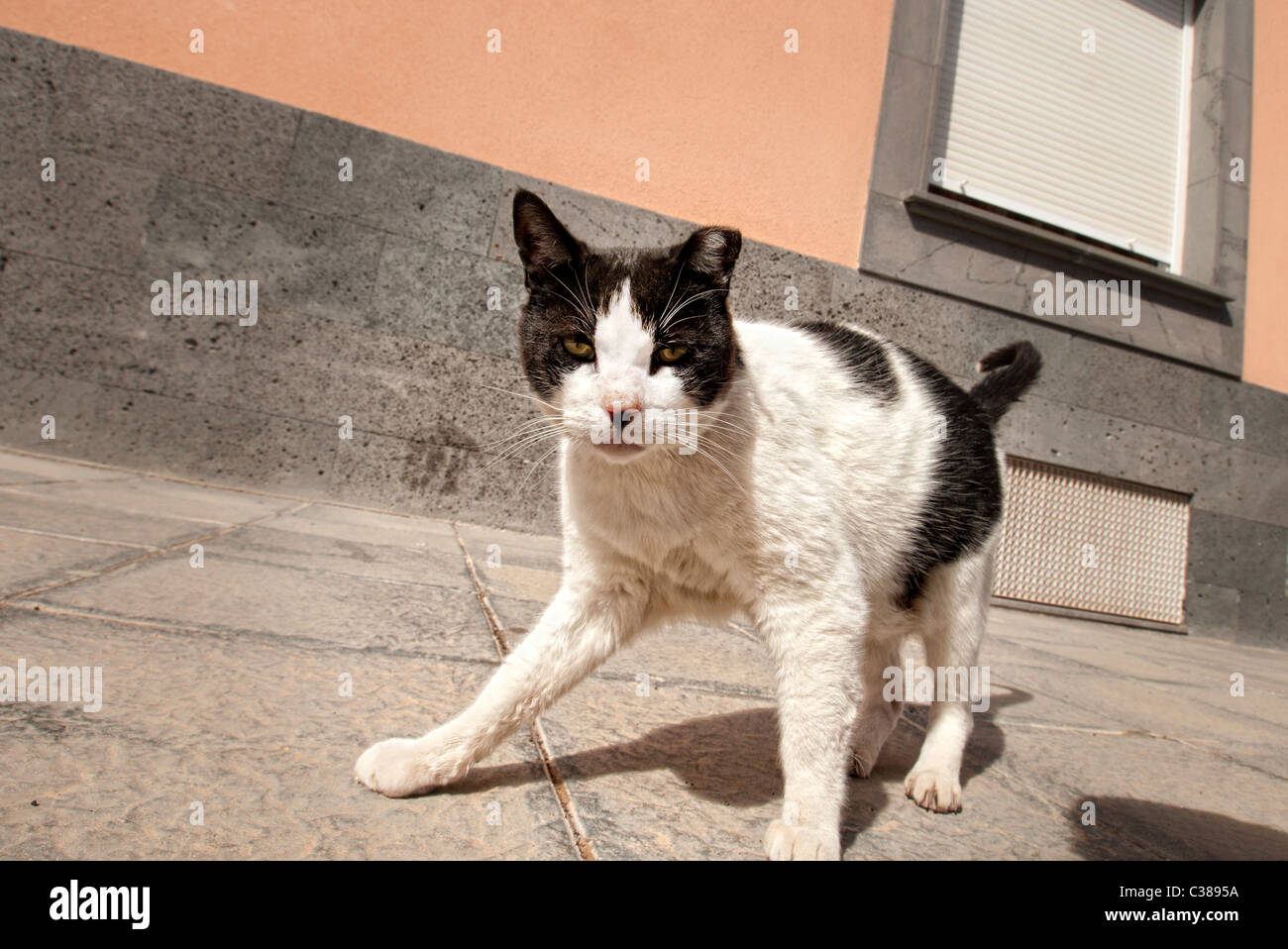 Chat Blanc En Colère Banque d'image et photos - Alamy