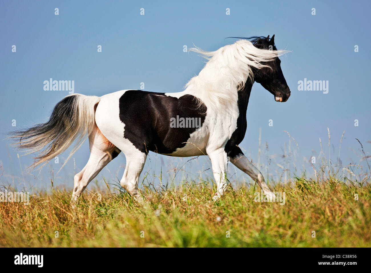 Cheval pie Banque de photographies et d’images à haute résolution - Alamy