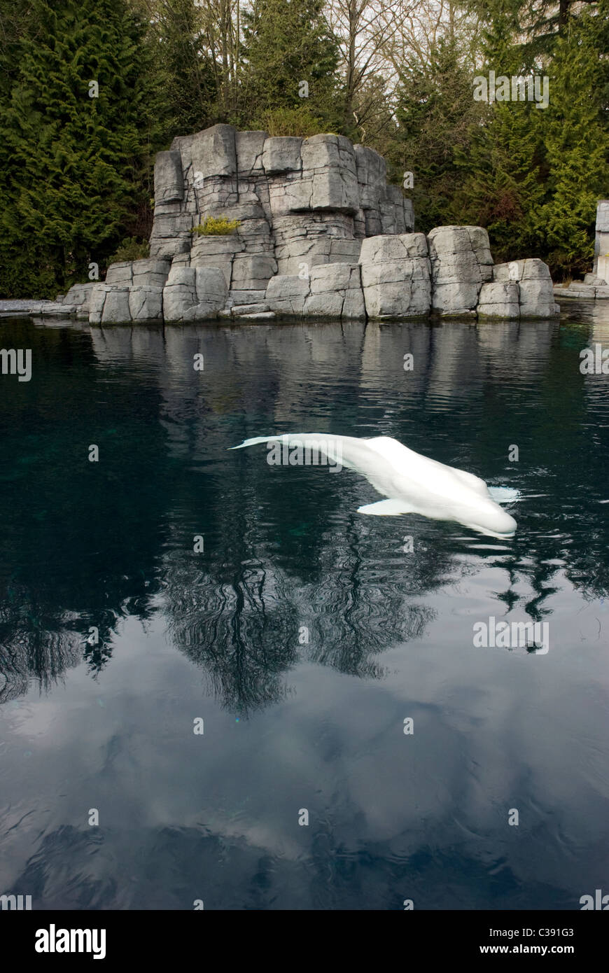 Vancouver aquarium beluga whale Banque de photographies et d’images à ...