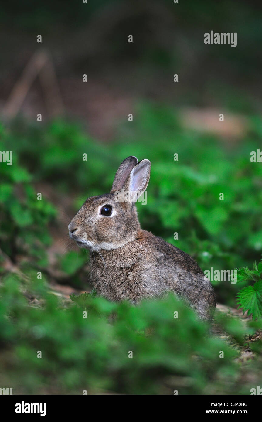 Un lapin sauvage Banque de photographies et d’images à haute résolution ...