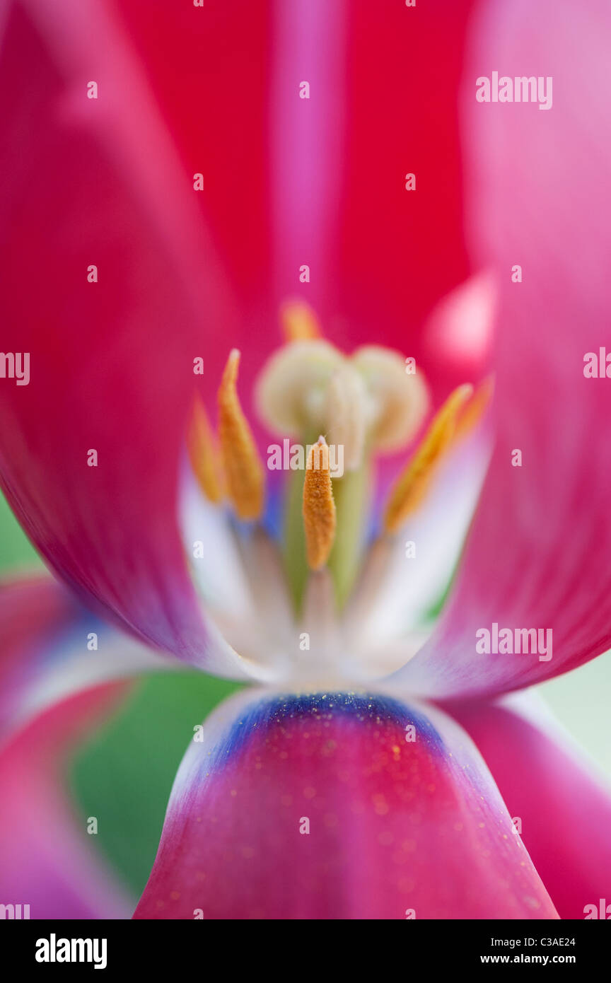 Stigmate de tulipe Banque d'image et photos - Alamy