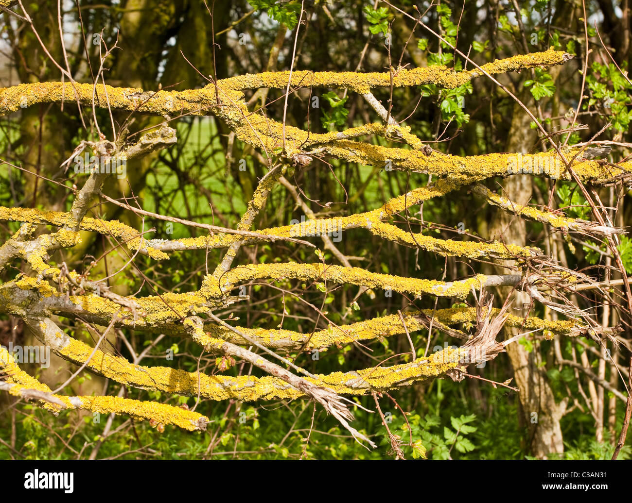 Maladie du lichen Banque de photographies et d’images à haute ...