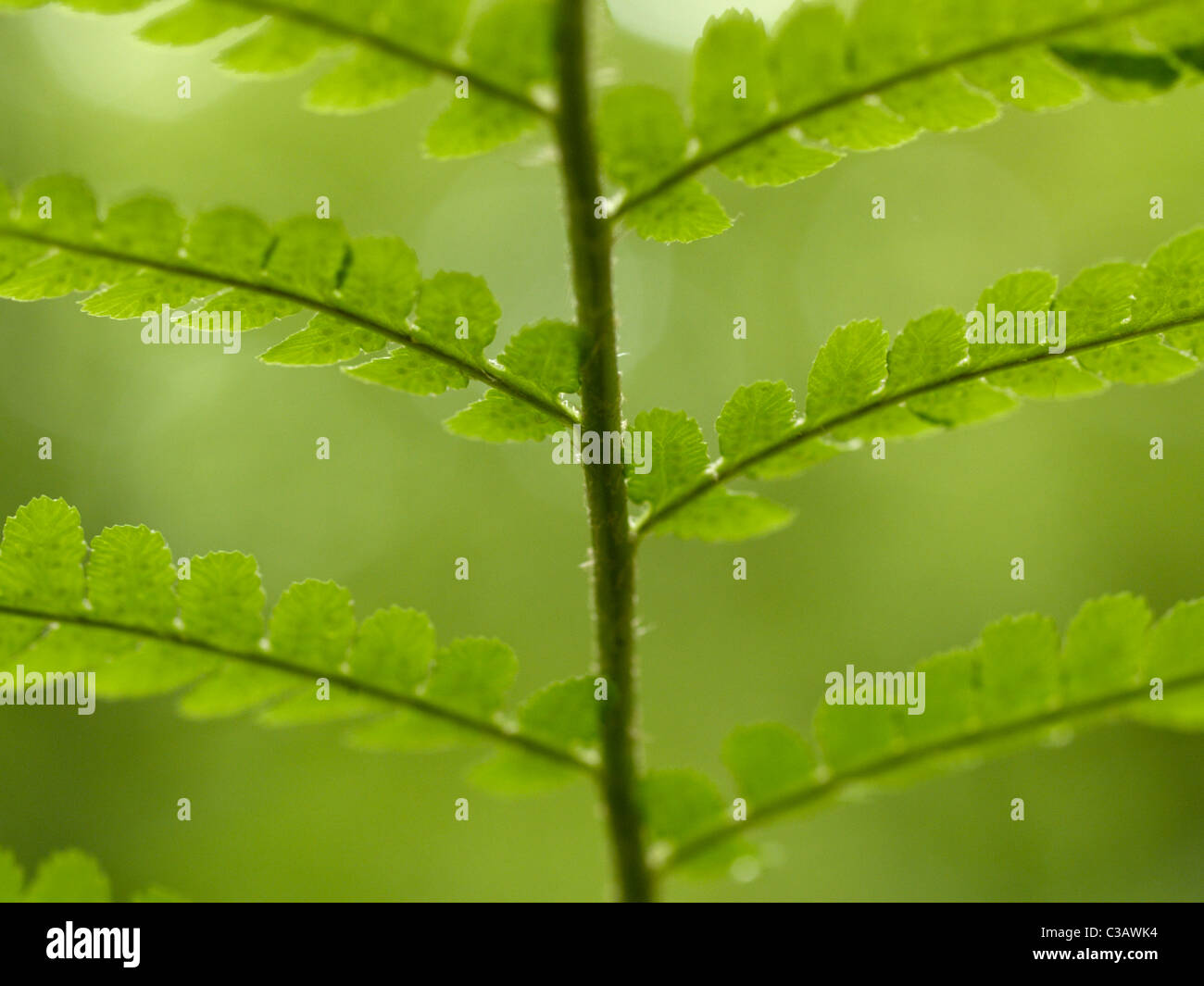 Filicophyta pteridophyta plante fougère Banque de photographies et d ...