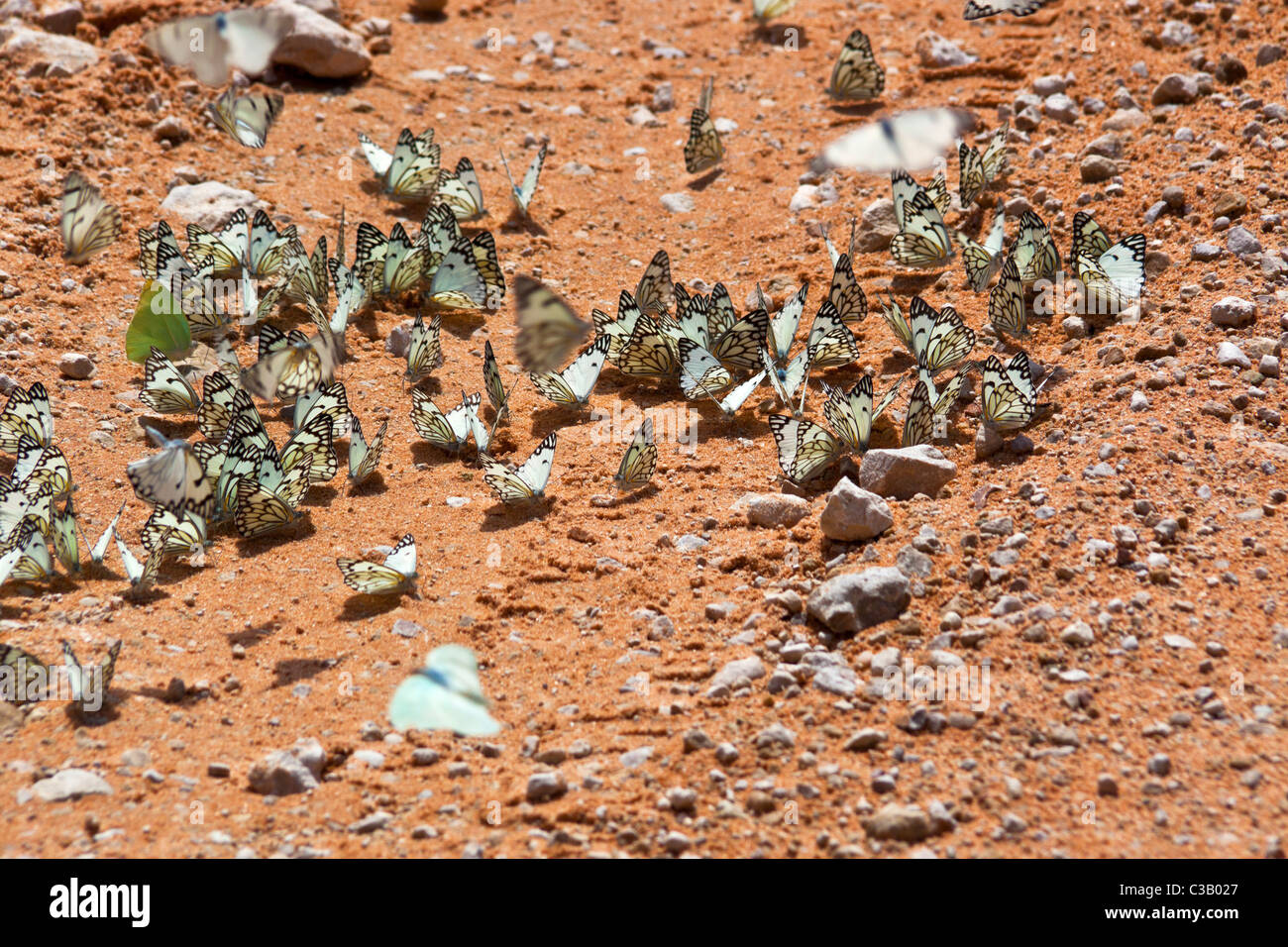 Masses de nervation noire Papillons (Pieris sp) après les pluies dans ...