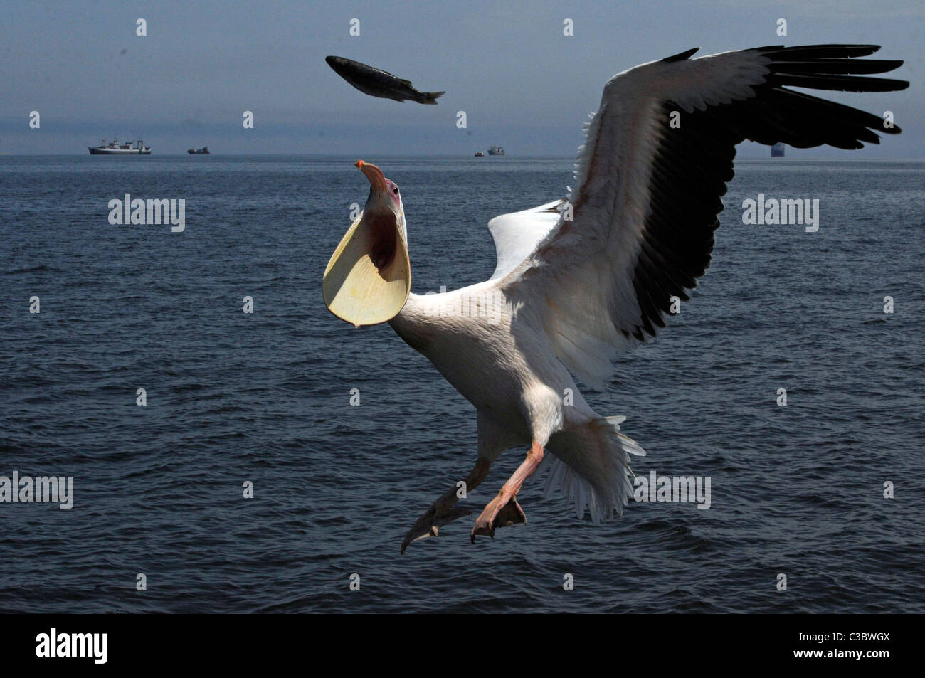 Pelican fish Banque de photographies et d’images à haute résolution - Alamy