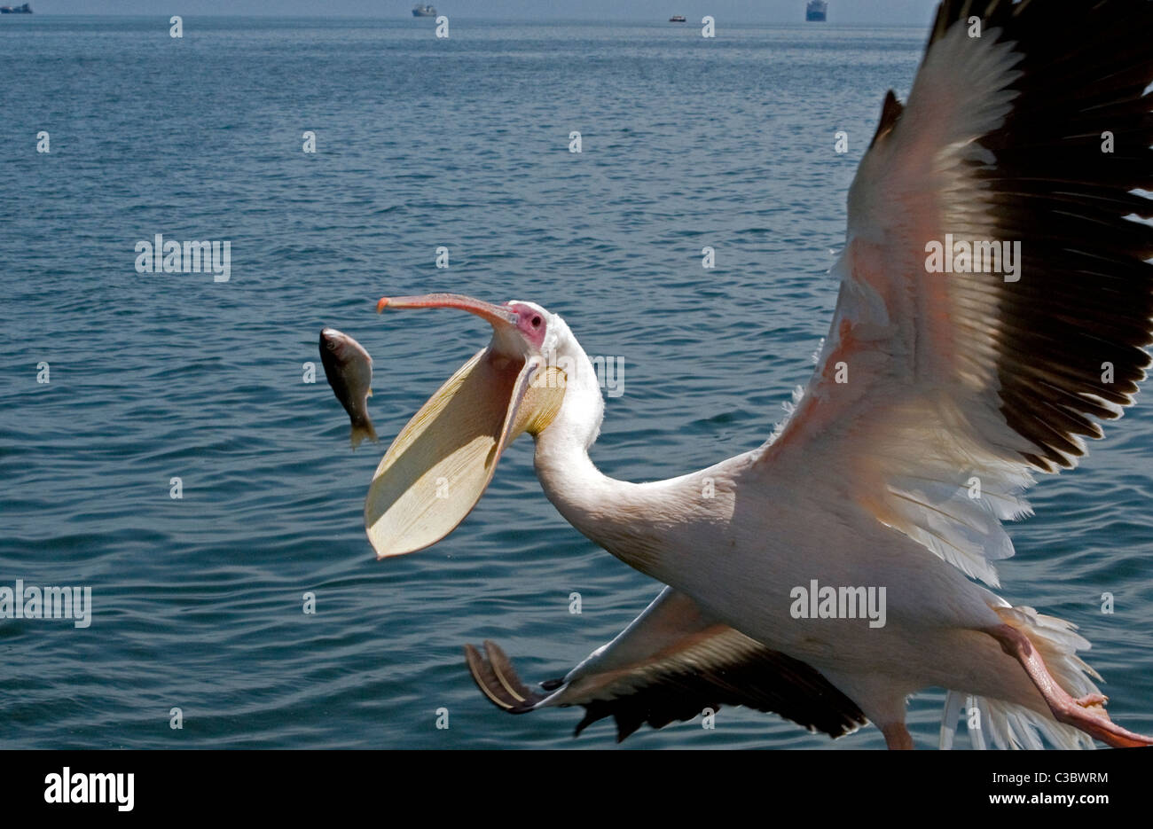 Pelican fish Banque de photographies et d’images à haute résolution - Alamy