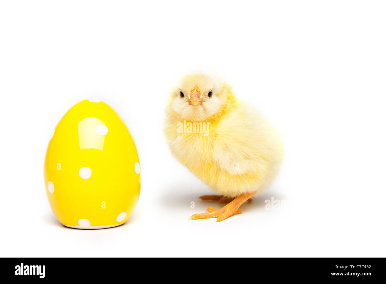 Poussin jaune Banque de photographies et d’images à haute résolution ...