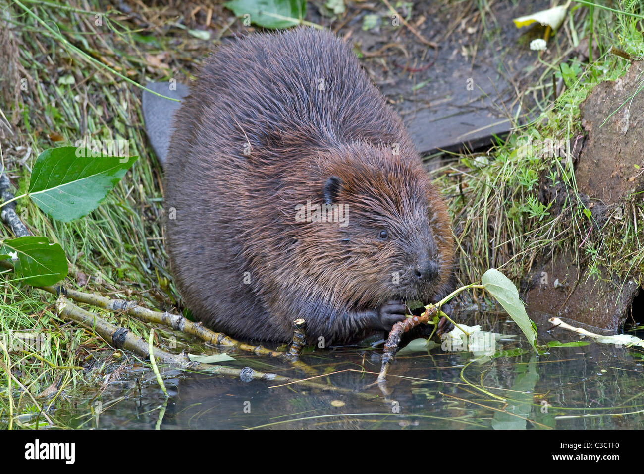 Castor adulte Banque de photographies et d’images à haute résolution ...
