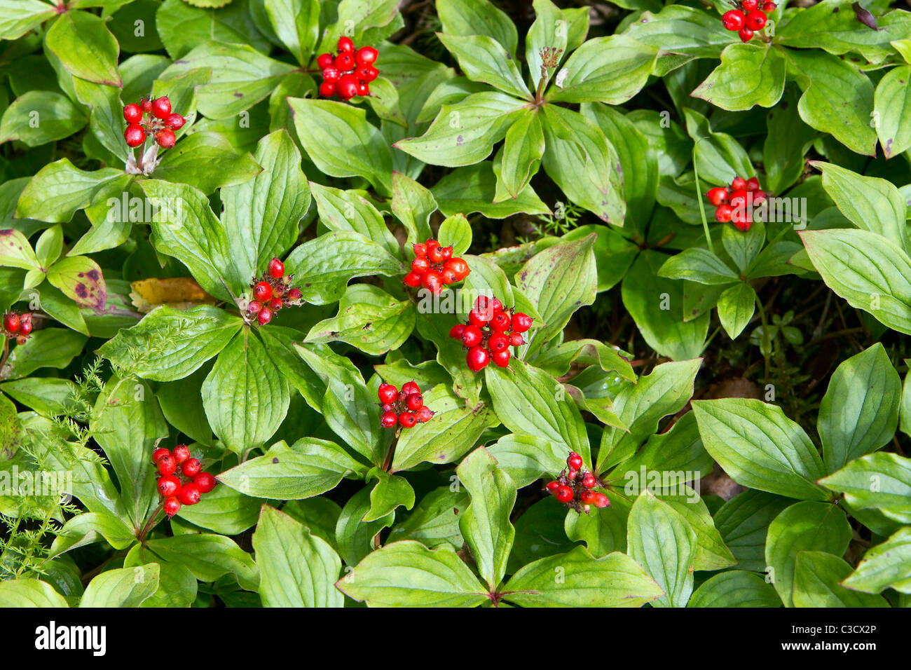 Cornus nain cornus canadensis Banque de photographies et d’images à ...