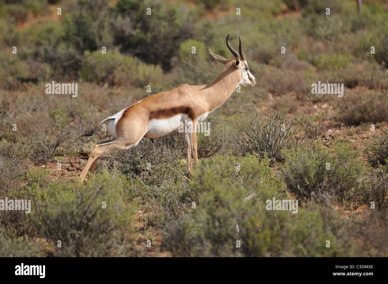 Springbok, ancien symbole national de l'Afrique du Sud Photo Stock - Alamy