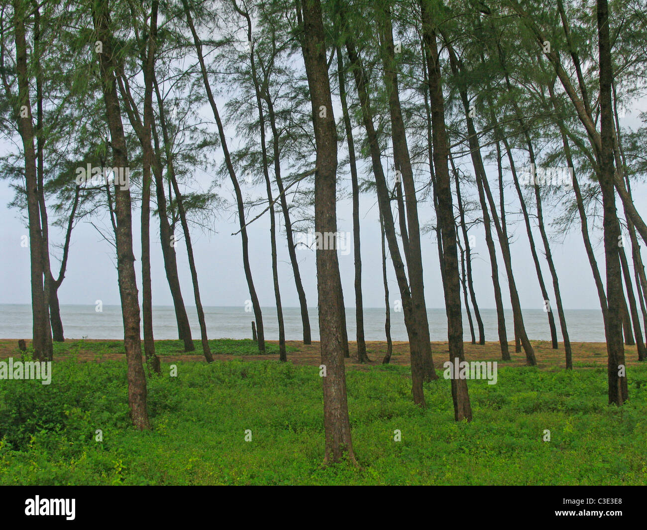 Casuarina equisetifolia Banque de photographies et d’images à haute ...