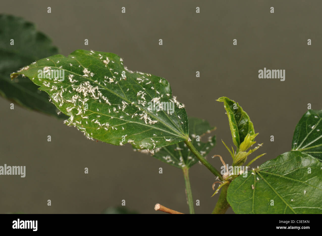 Jeter la peau de pucerons infestant la mue en pot plante un Hibiscus ...