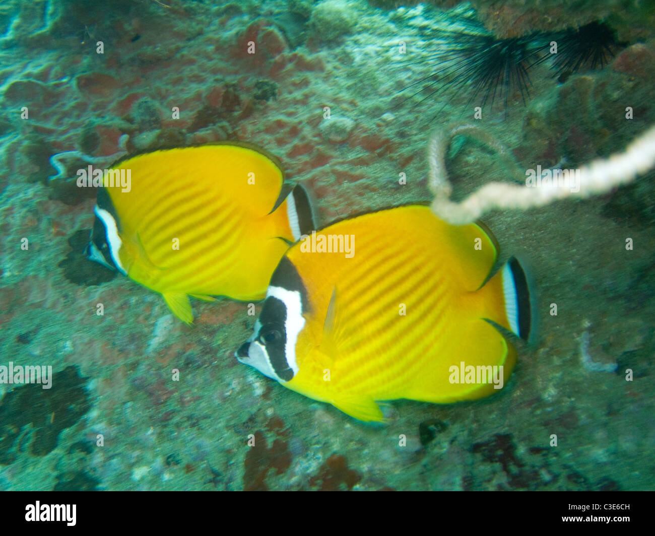 Poisson papillon Banque de photographies et d’images à haute résolution ...