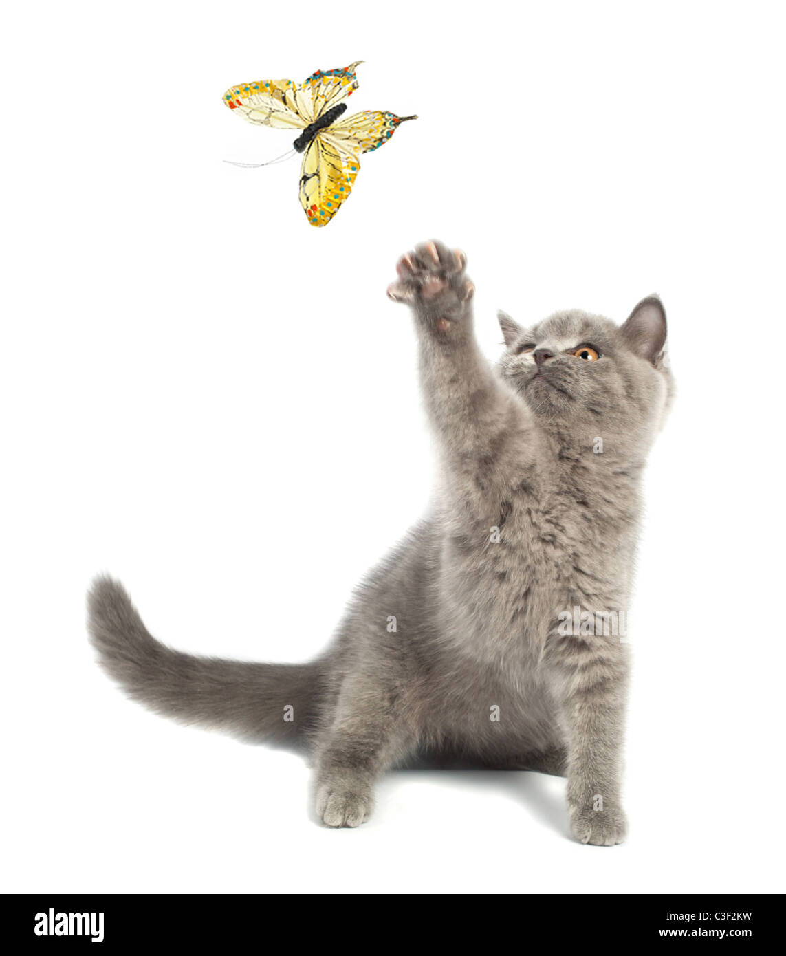 Papillon mignon dessin Banque de photographies et d’images à haute ...