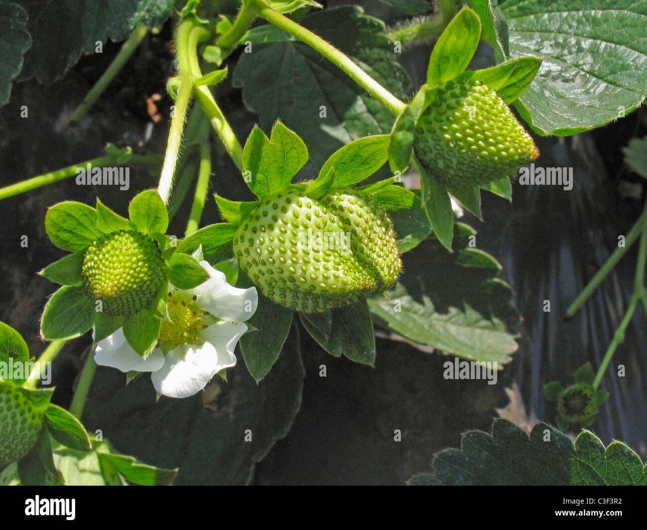 Fragaria ananassa Banque de photographies et d’images à haute ...