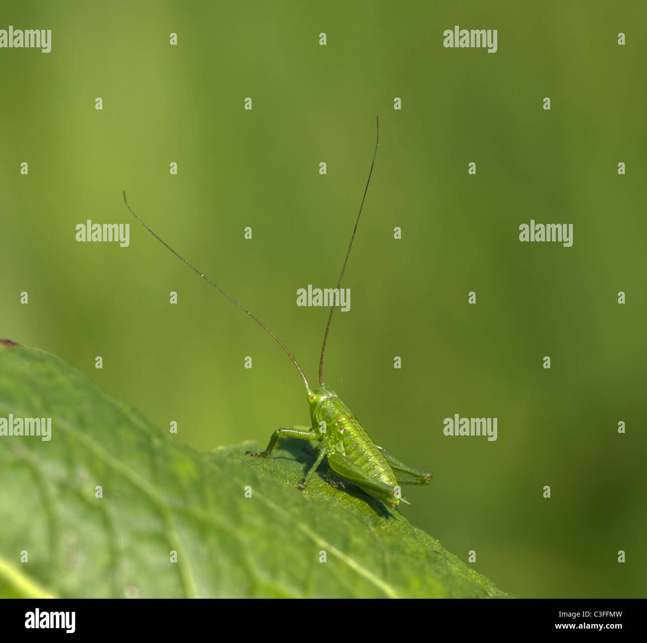 French cricket Banque de photographies et d’images à haute résolution ...