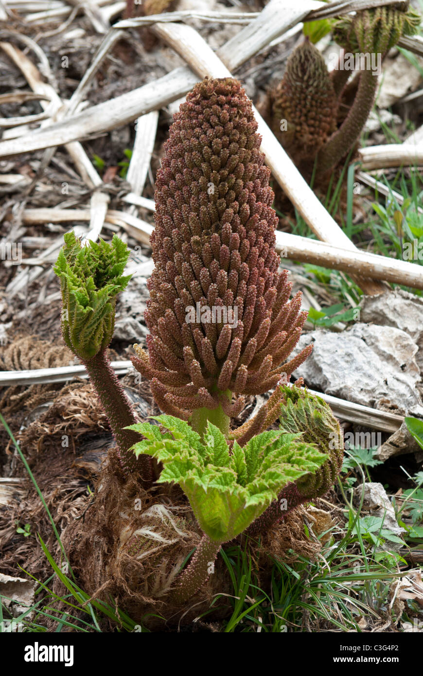 Fleur de gunnera Banque de photographies et d’images à haute résolution ...