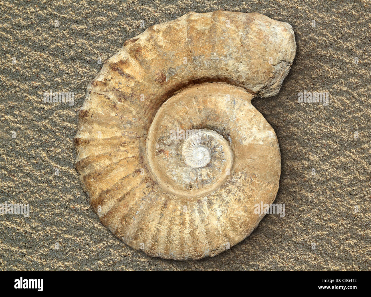 Pierre escargot spirale fossile du vrai ancien shell pétrifiée sur le ...
