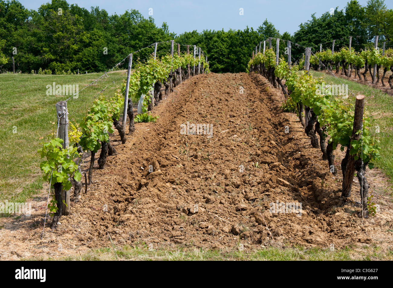 Vignobles francais dordogne Banque de photographies et d’images à haute ...