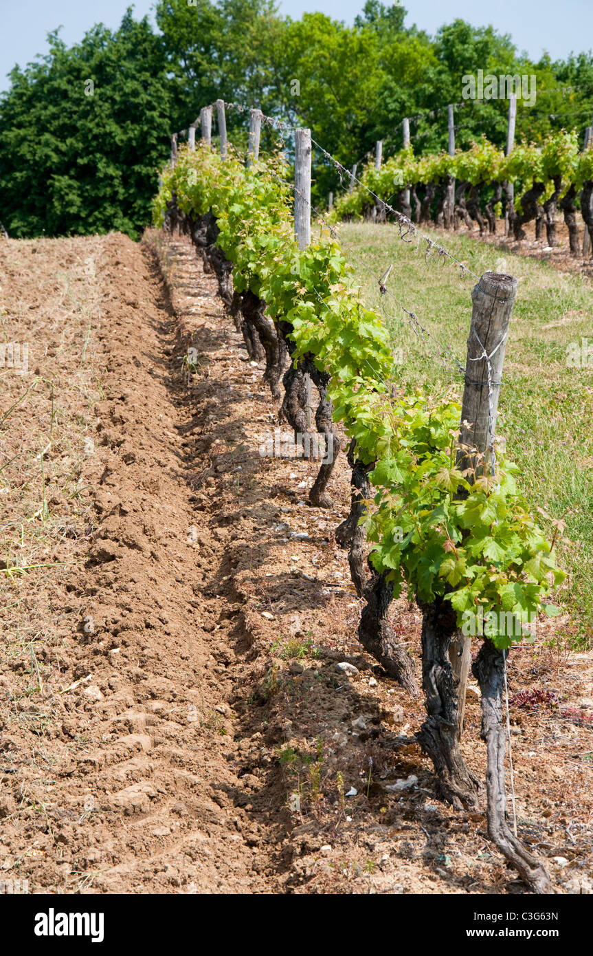 Vignobles francais dordogne Banque de photographies et d’images à haute ...