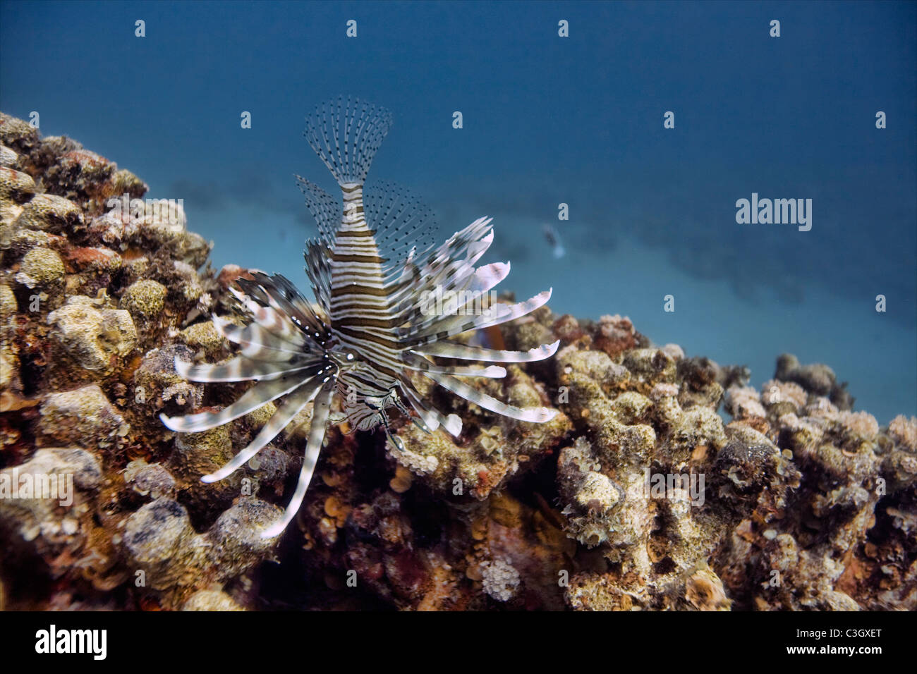 Dahab reef egypte mer rouge Banque de photographies et d’images à haute ...