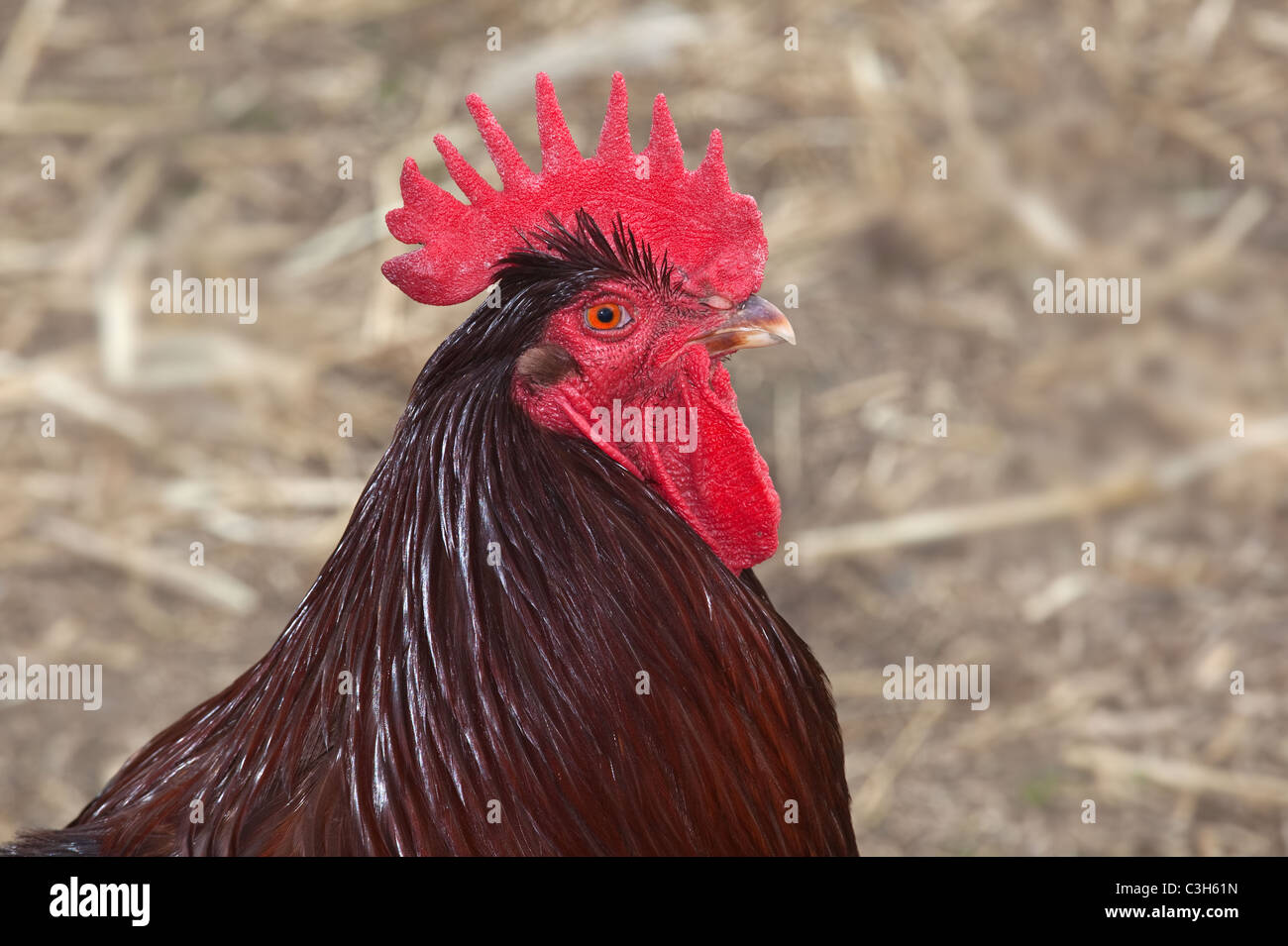 Rhode island red rooster Banque de photographies et d’images à haute ...