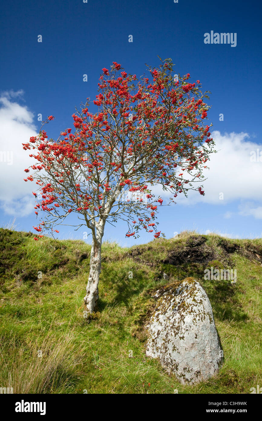 Baies sorbus aucuparia sur arbre Banque de photographies et d’images à ...