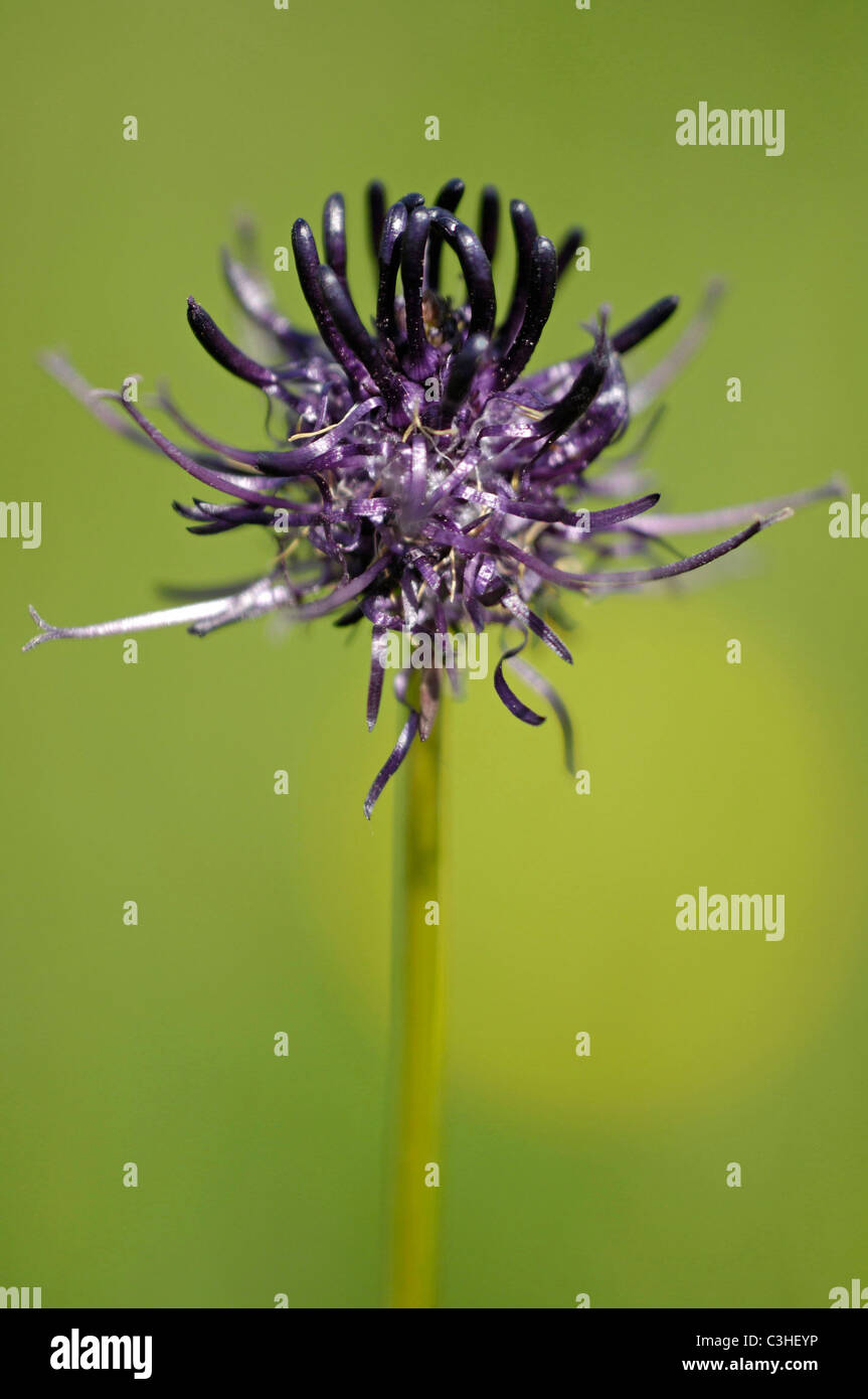 Teufelskralle rapunzel Banque de photographies et d’images à haute ...