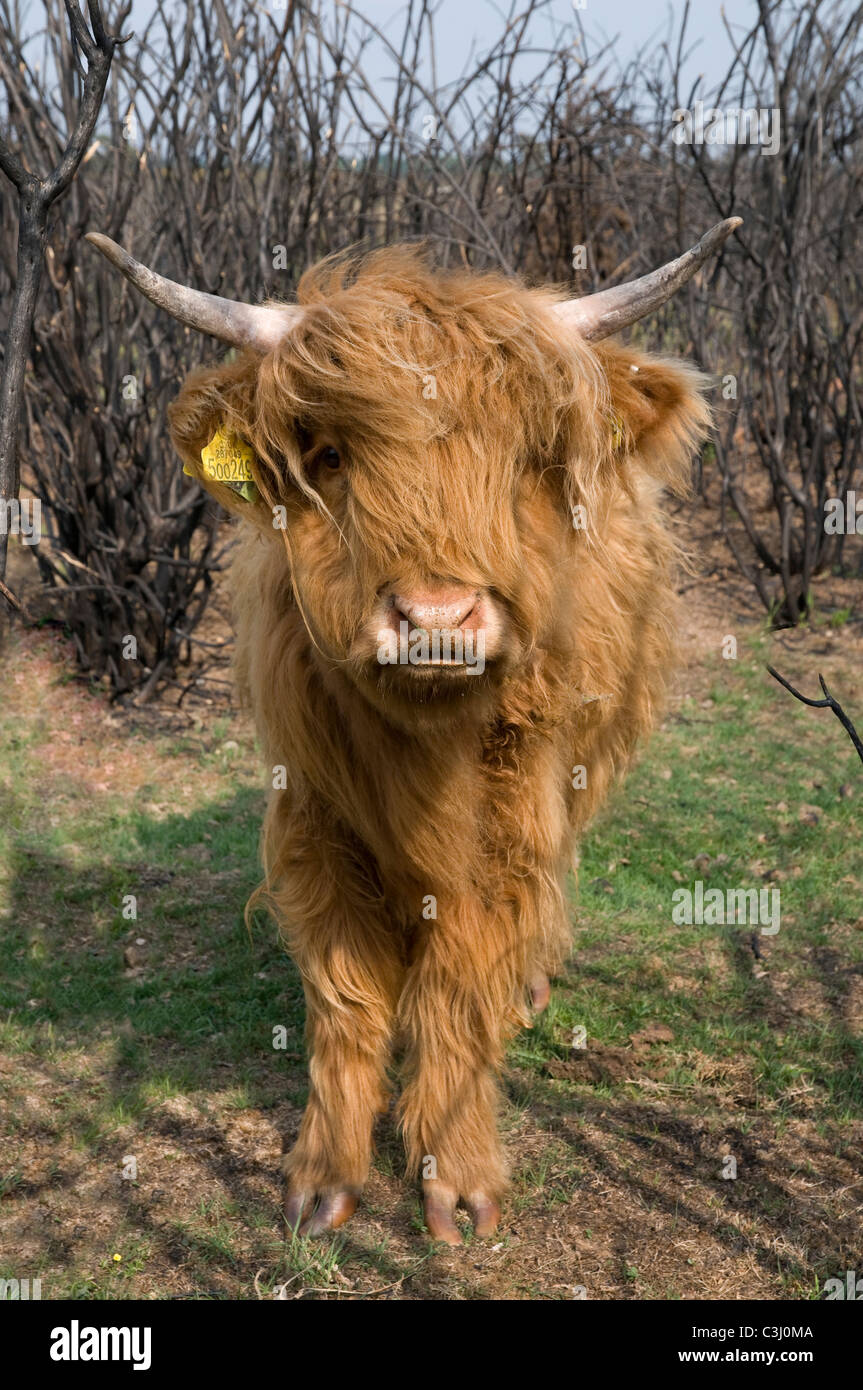 Miniature highland cattle scottish Banque de photographies et d’images ...