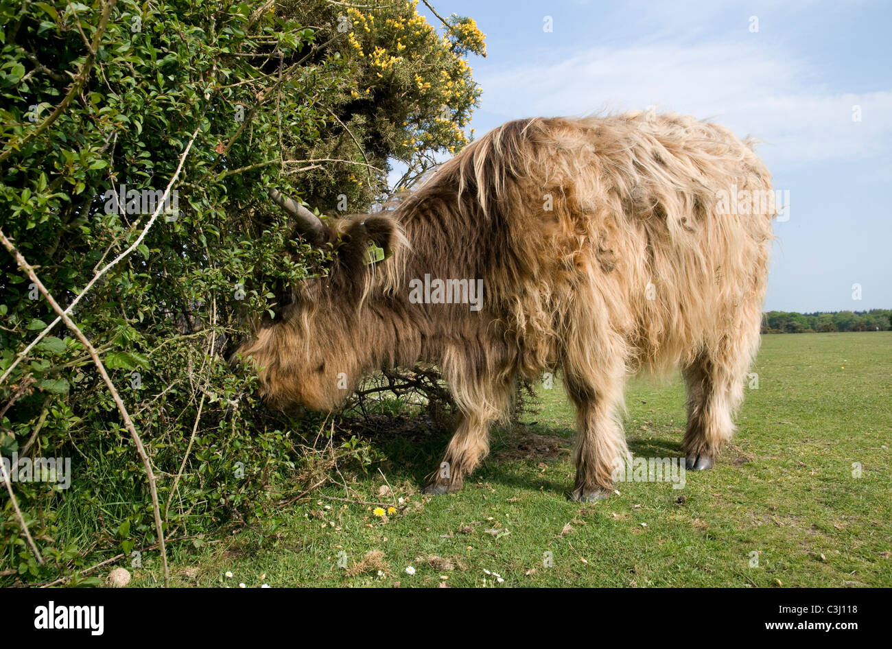 Miniature highland cattle scottish Banque de photographies et d’images ...