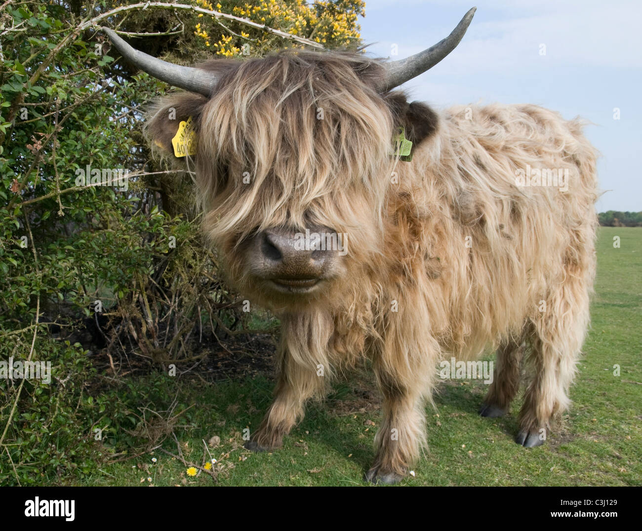 Miniature highland cattle scottish Banque de photographies et d’images ...