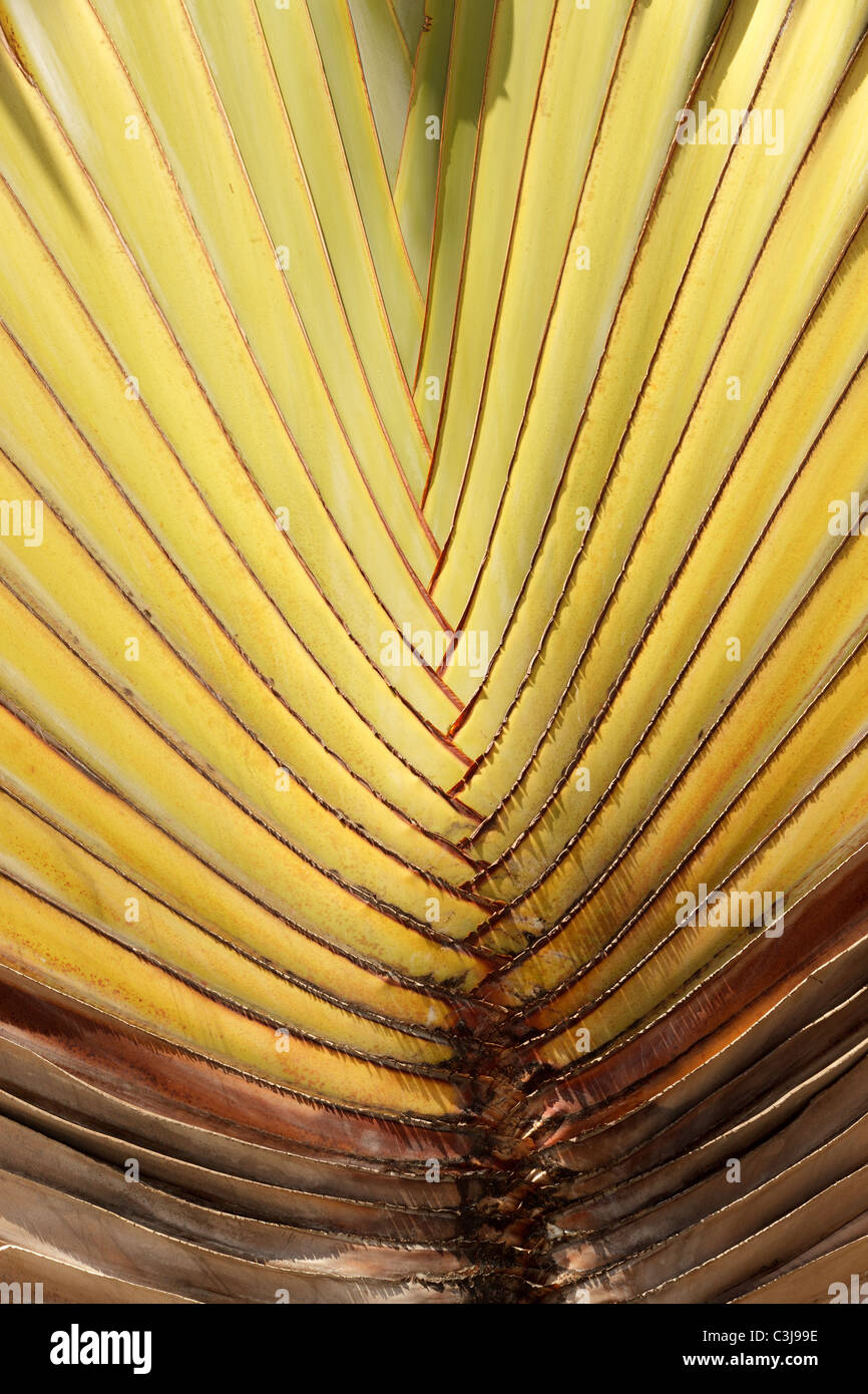 Coeur de palmier Banque de photographies et d’images à haute résolution ...