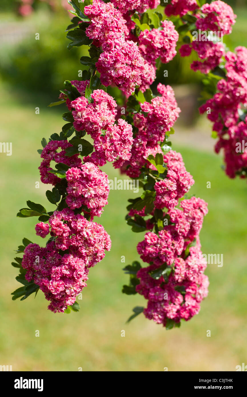 Crataegus laevigata pauls scarlet in Banque de photographies et d ...