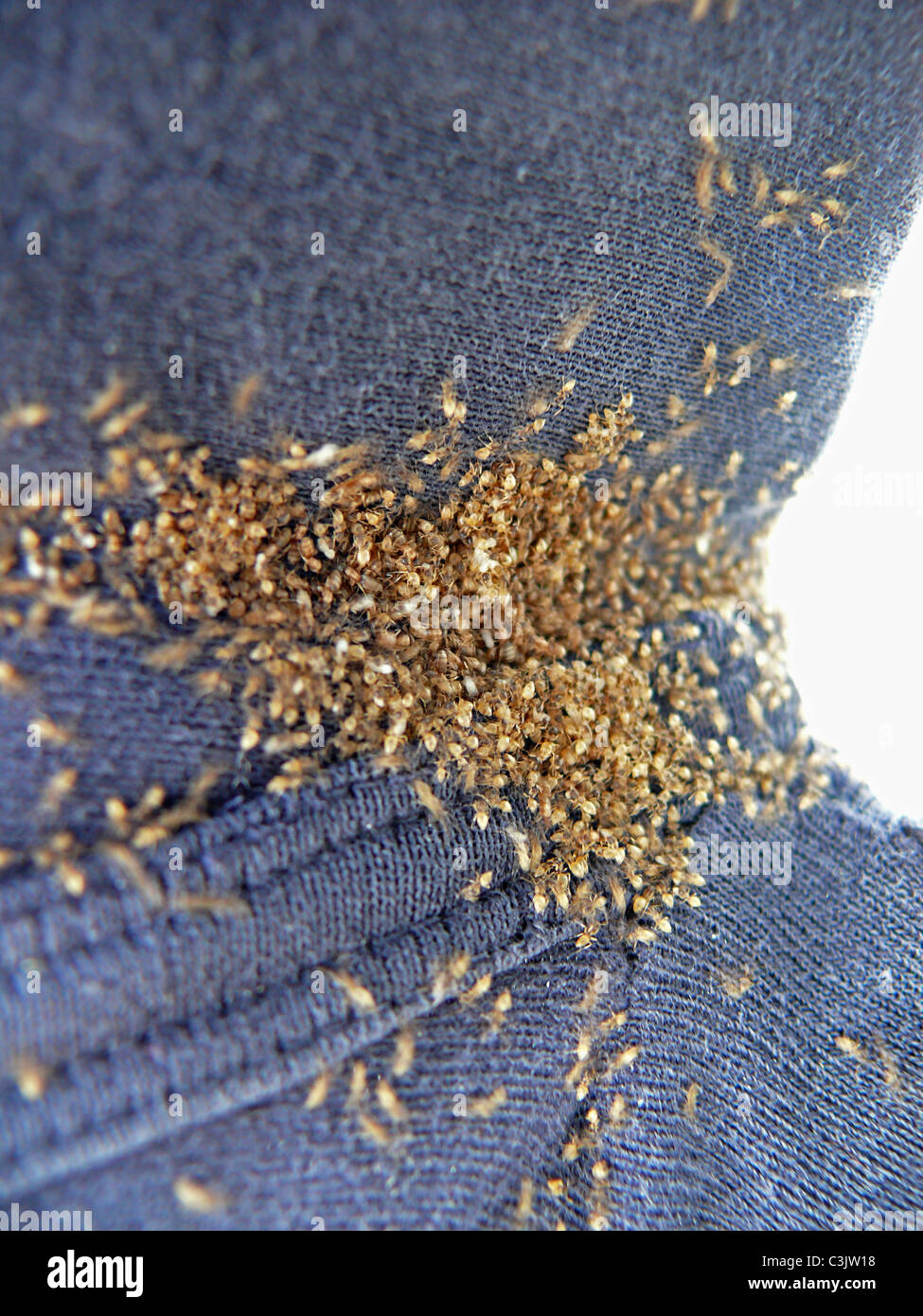 Fourmis rouges Banque de photographies et d’images à haute résolution ...