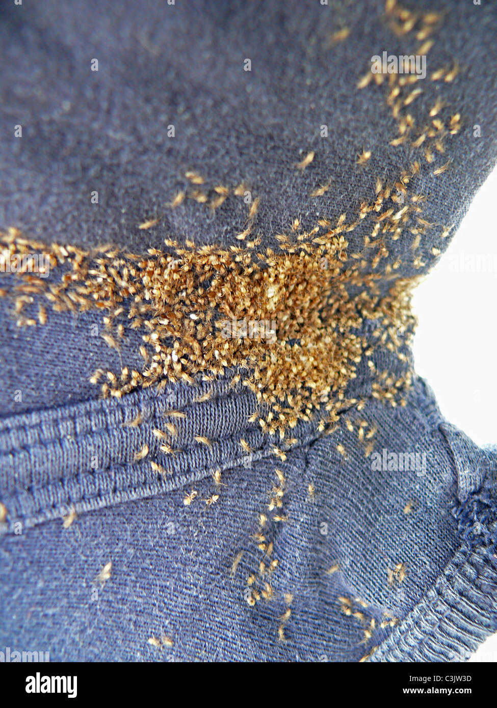 Fourmis rouges Banque de photographies et d’images à haute résolution ...