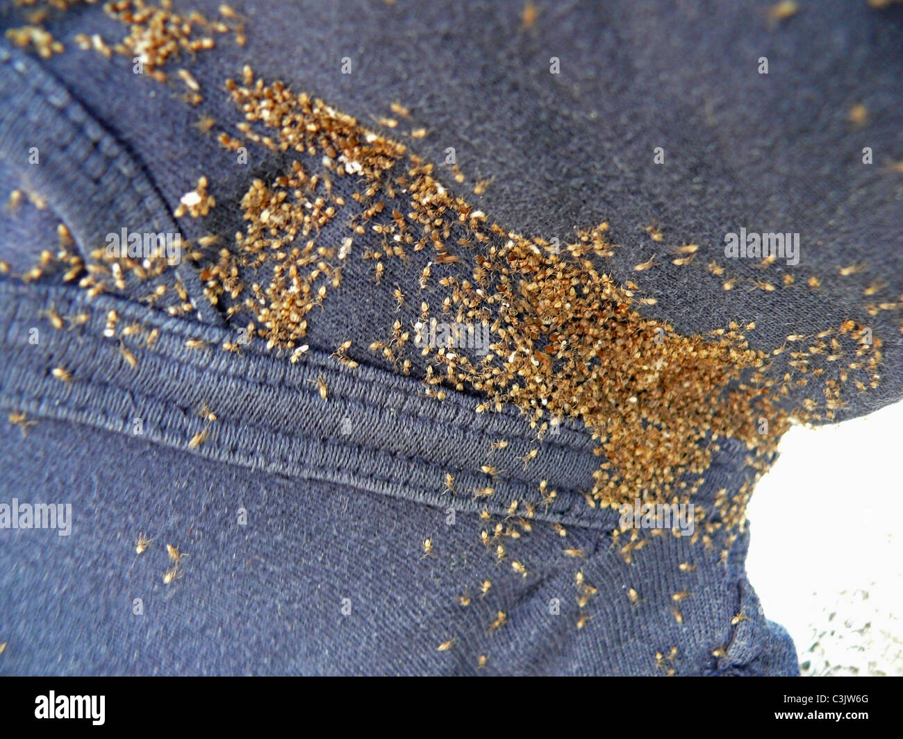 Fourmis rouges Banque de photographies et d’images à haute résolution ...