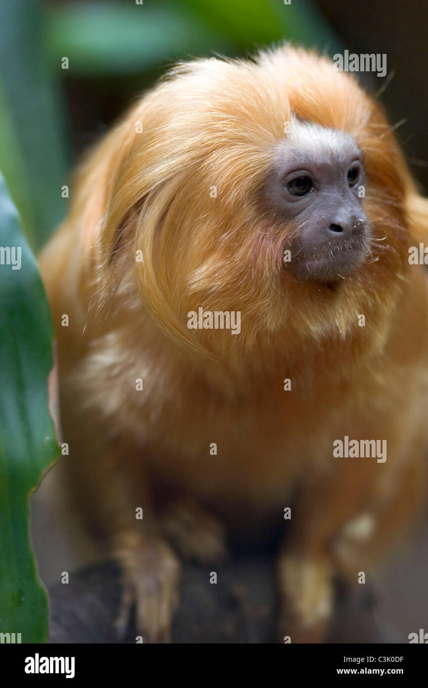 Lion singe Banque de photographies et d’images à haute résolution - Alamy