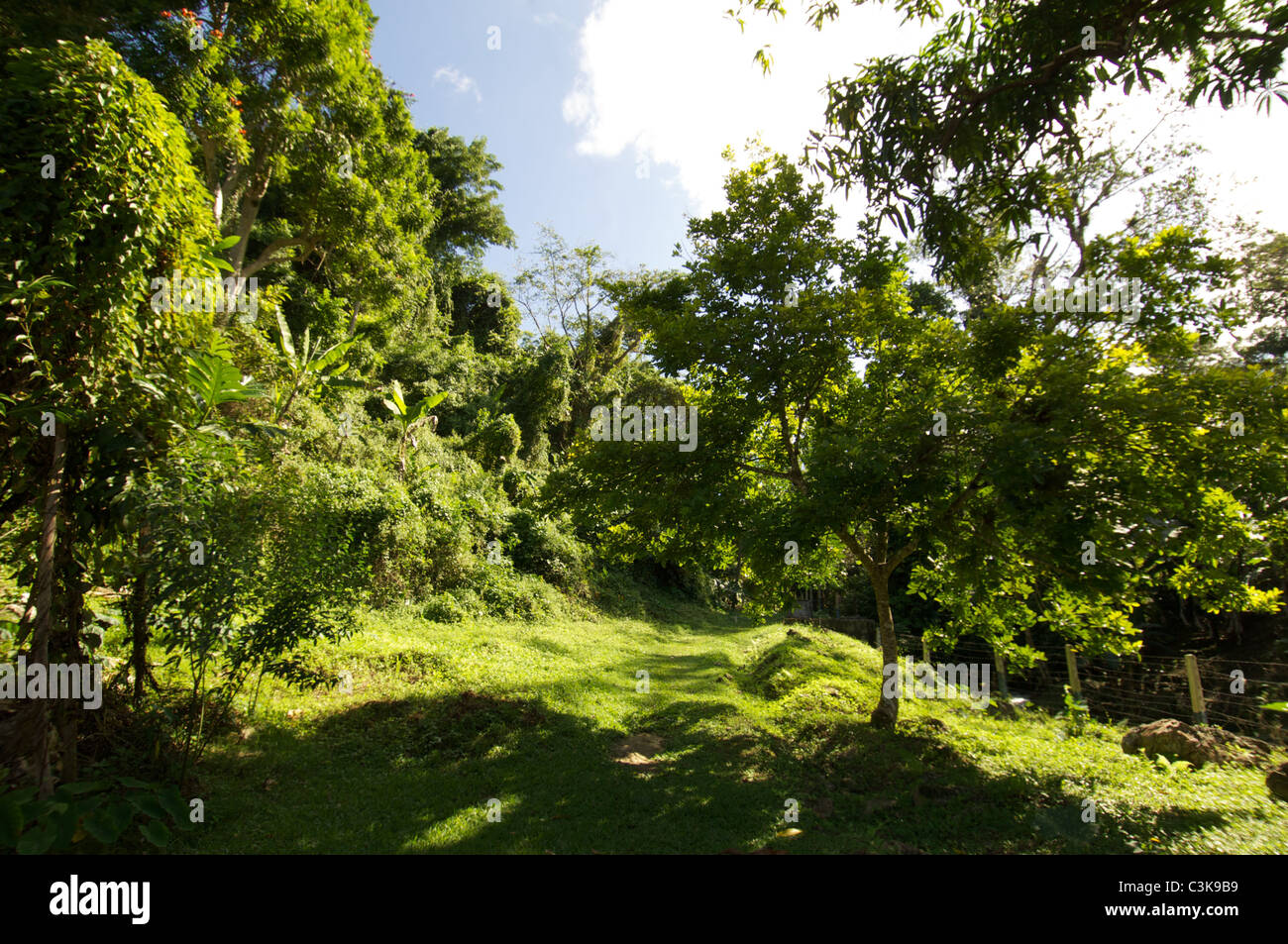 Jamaica rainforest tree Banque de photographies et d’images à haute ...