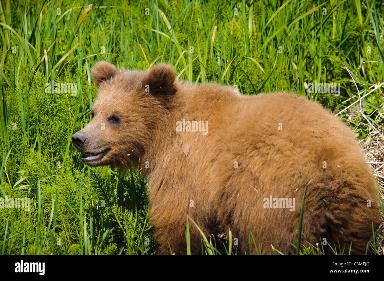 Ourson brun alaska Banque de photographies et d’images à haute ...