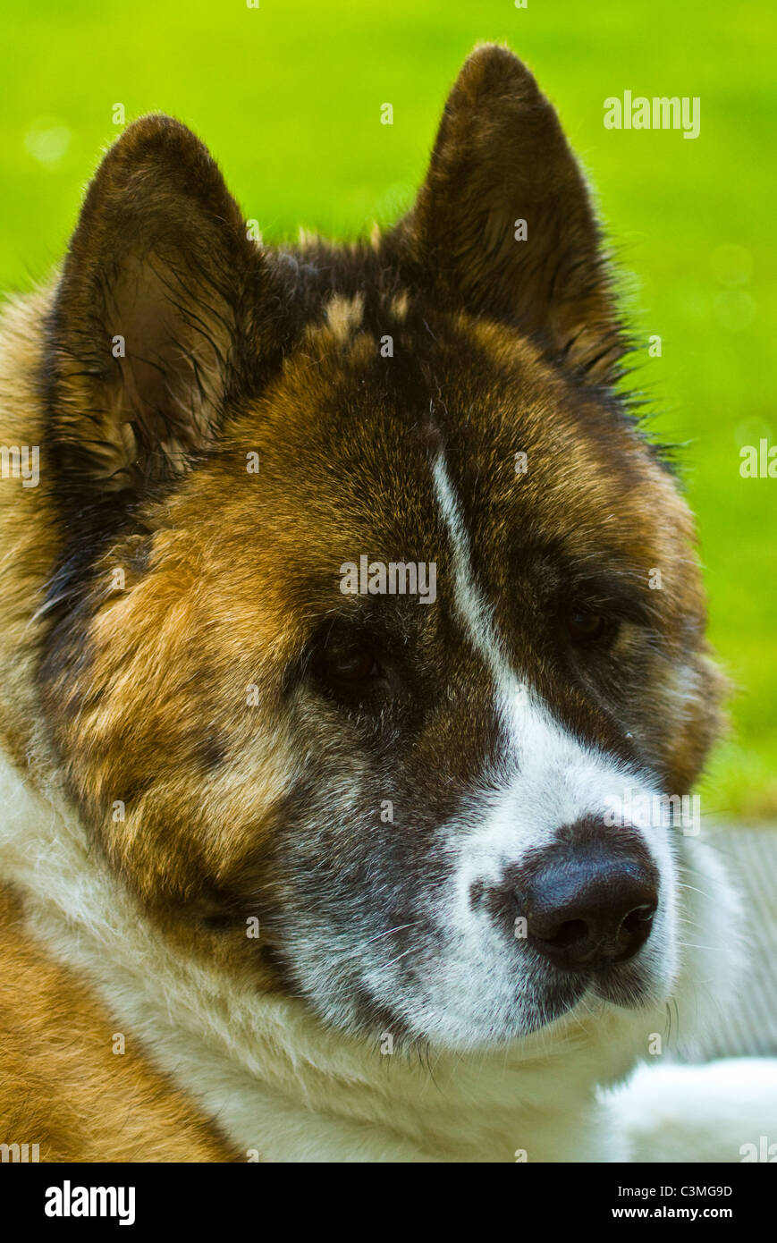 Samurai hunting dogs Banque de photographies et d’images à haute ...