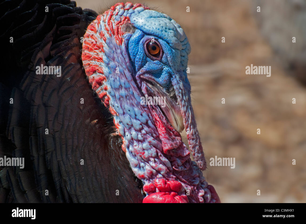 Male turkey Banque de photographies et d’images à haute résolution - Alamy