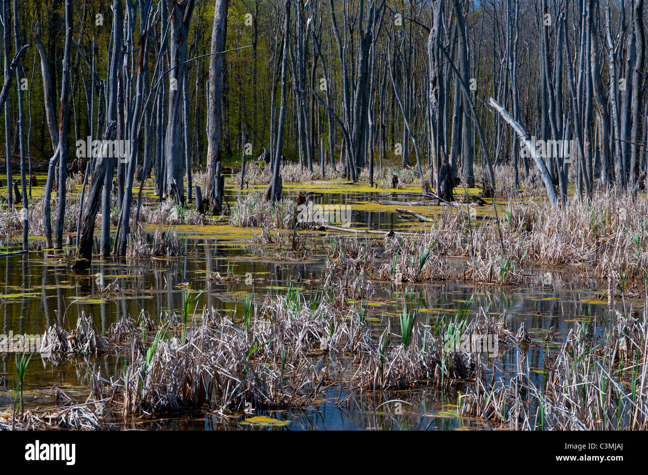 Ile bizard Banque de photographies et d’images à haute résolution - Alamy