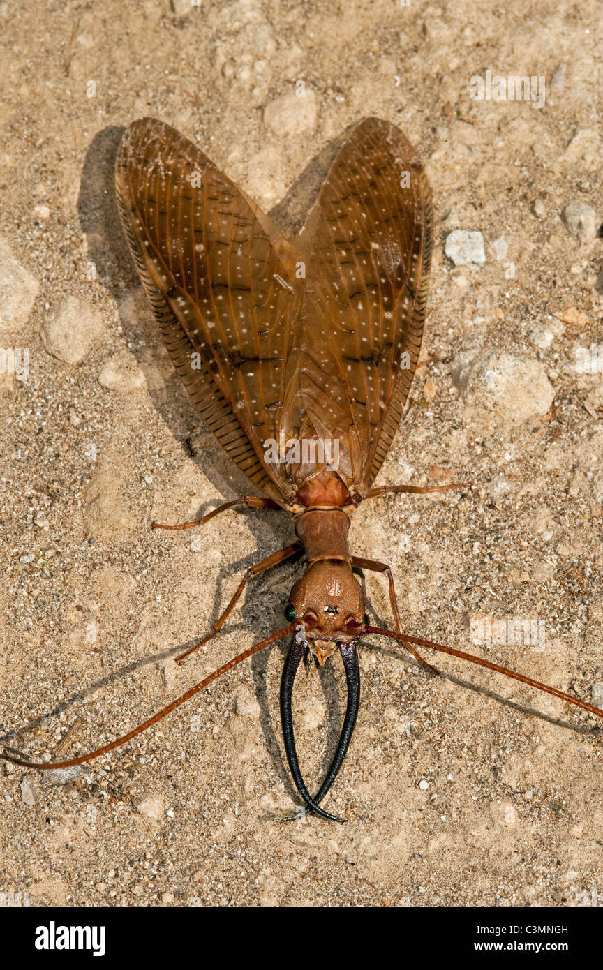 Dobsonfly ou King Bug (Corydalus sp.), imago avec mandibules bien ...