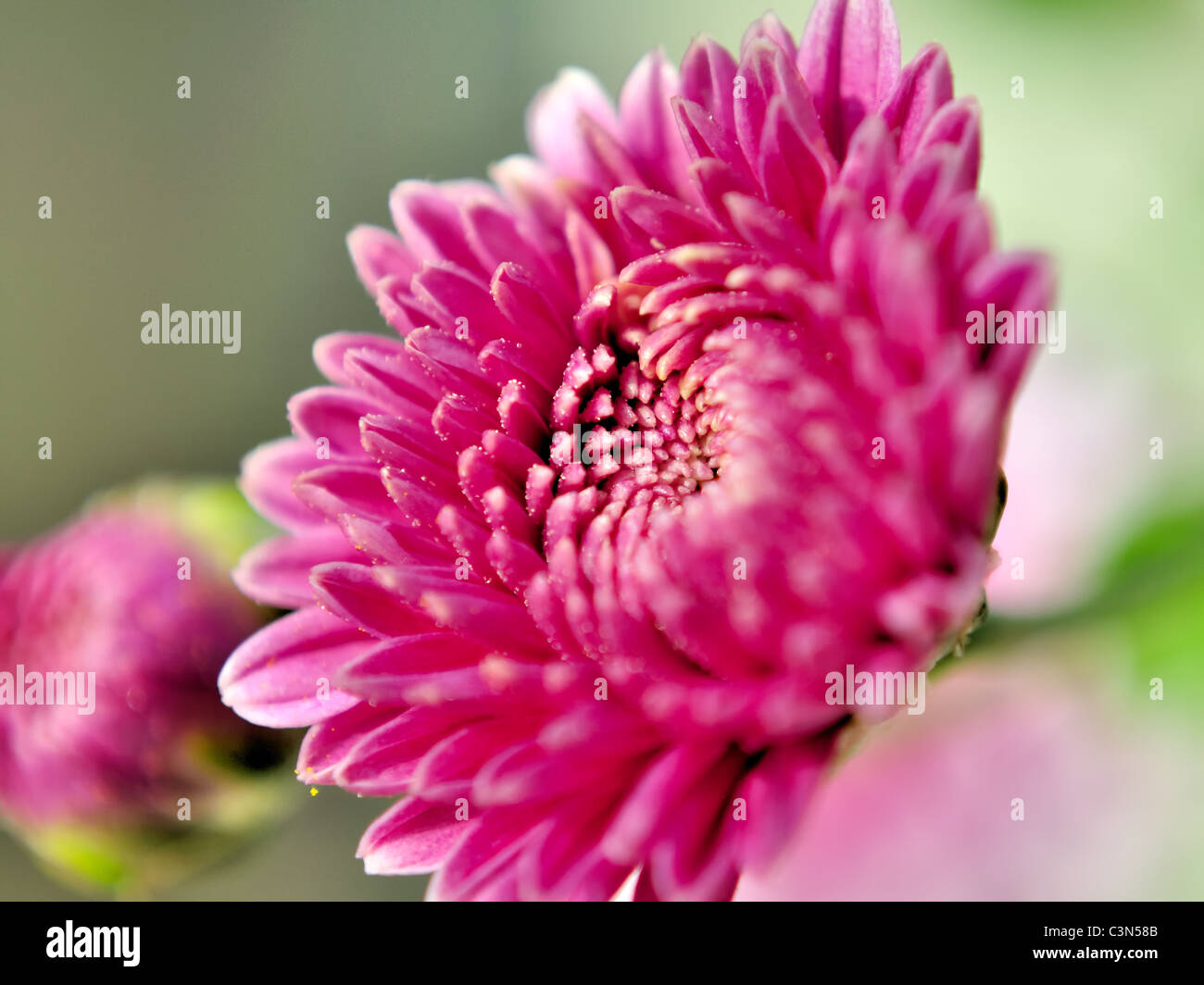 Chrysanthemum indicum Banque de photographies et d’images à haute ...