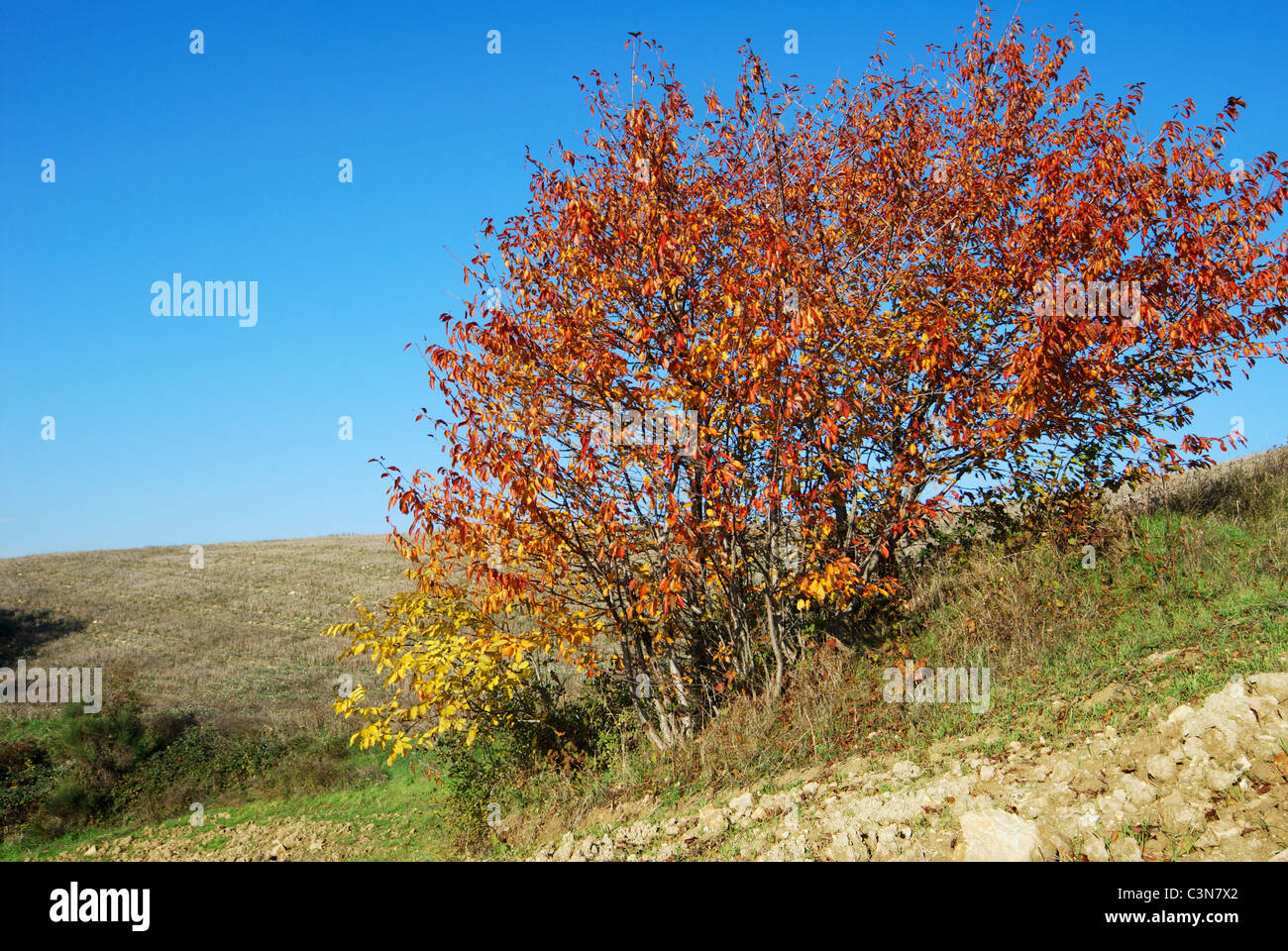 Noyers sur serein Banque de photographies et d’images à haute ...