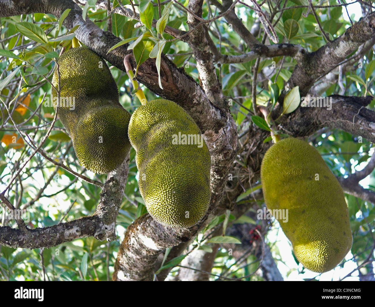 Artocarpus fruit du jacquier Banque de photographies et d’images à ...