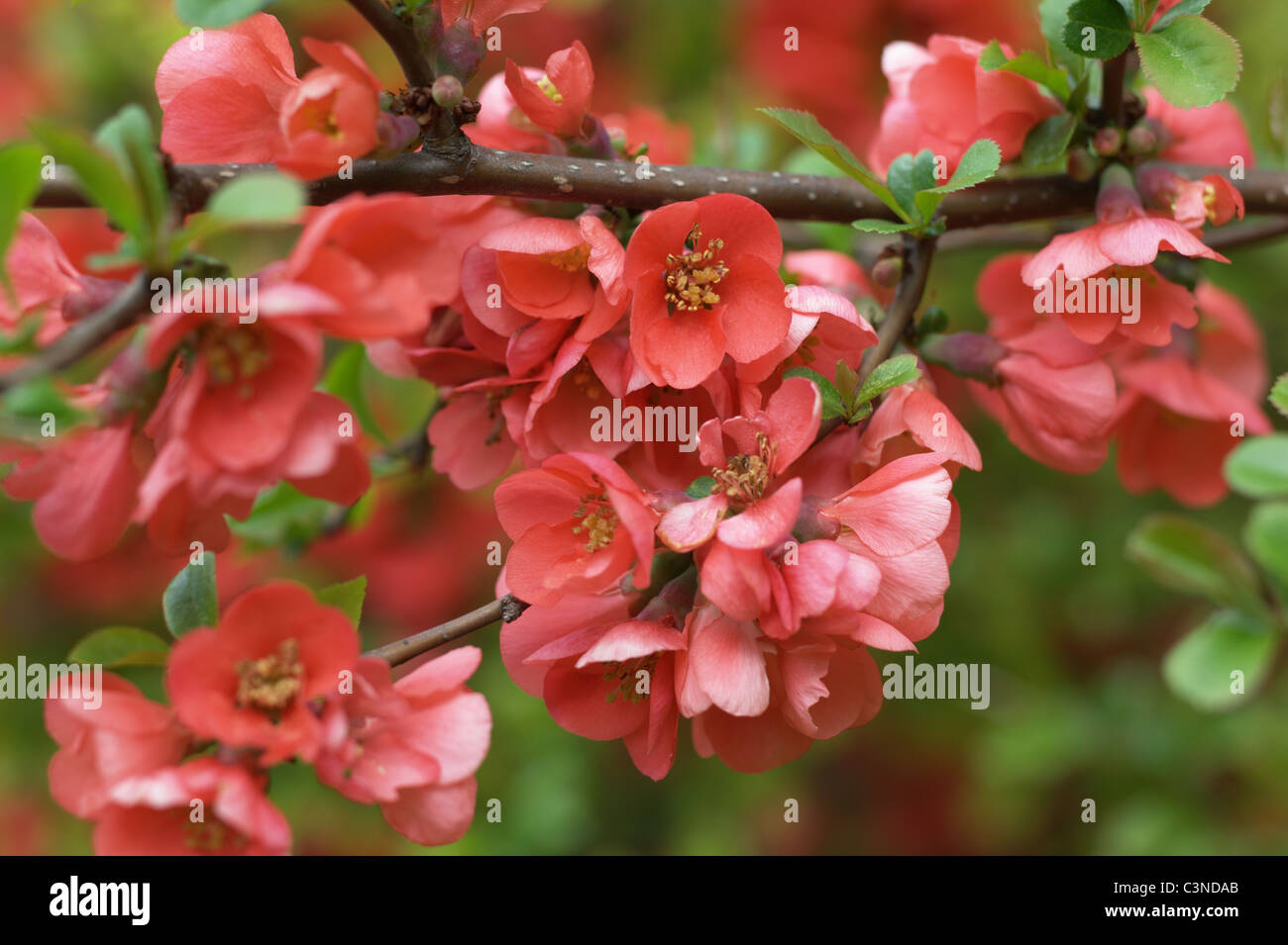 Coing en fleur Banque de photographies et d’images à haute résolution ...