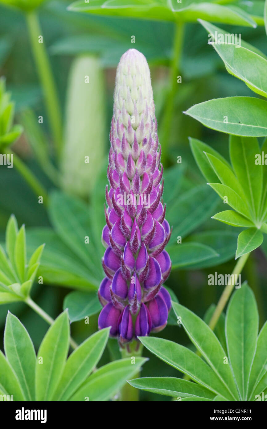Lupins border Banque de photographies et d’images à haute résolution ...
