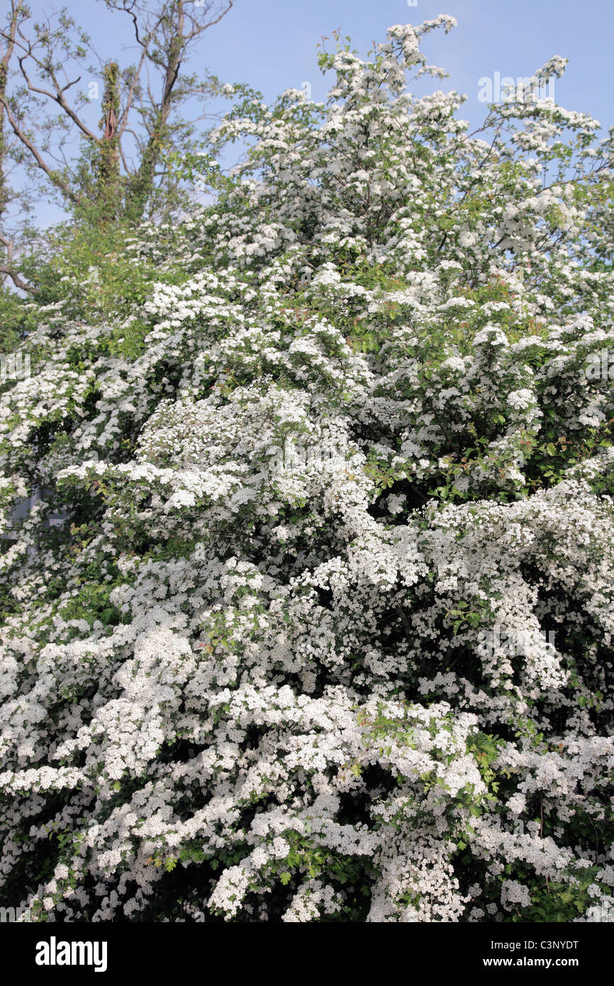 Crataegus monogyna Banque de photographies et d’images à haute ...
