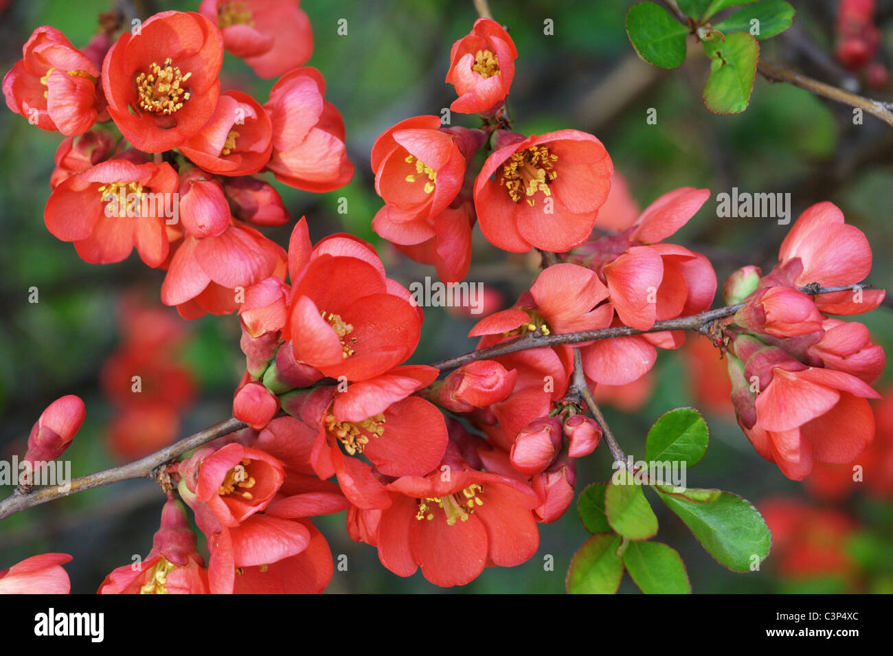 Coing en fleur Banque de photographies et d’images à haute résolution ...